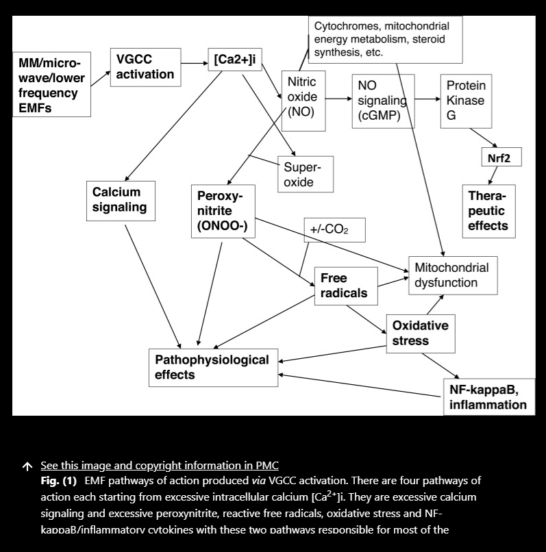 Low Intensity Electromagnetic Fields Act via Voltage-Gated Calcium ...